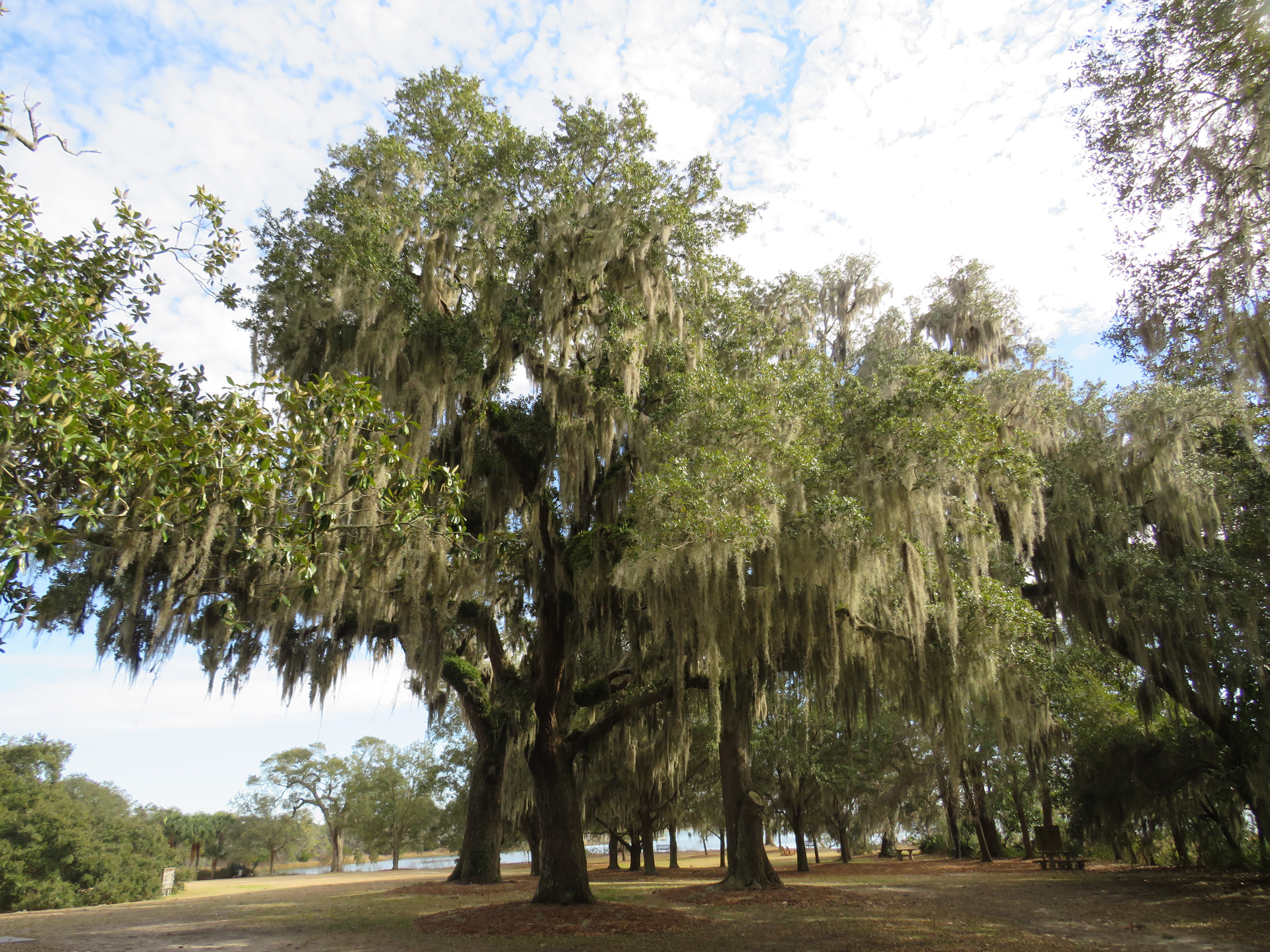 Airlie Gardens, Wilmington, North Carolina – John Cowgill: Stories of ...