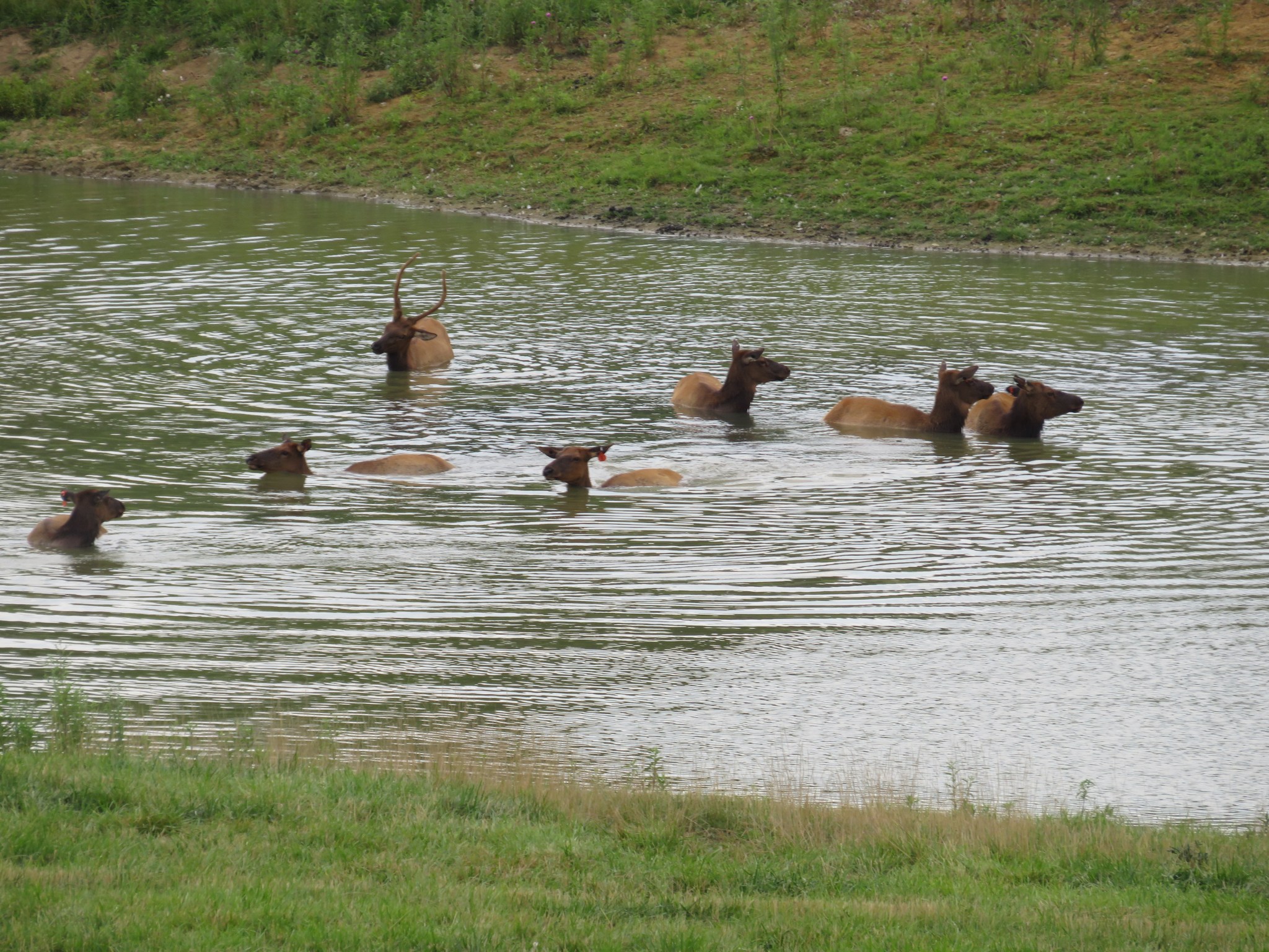 Wildlife Prairie Park, Hanna City, Illinois – John Cowgill: Stories of ...