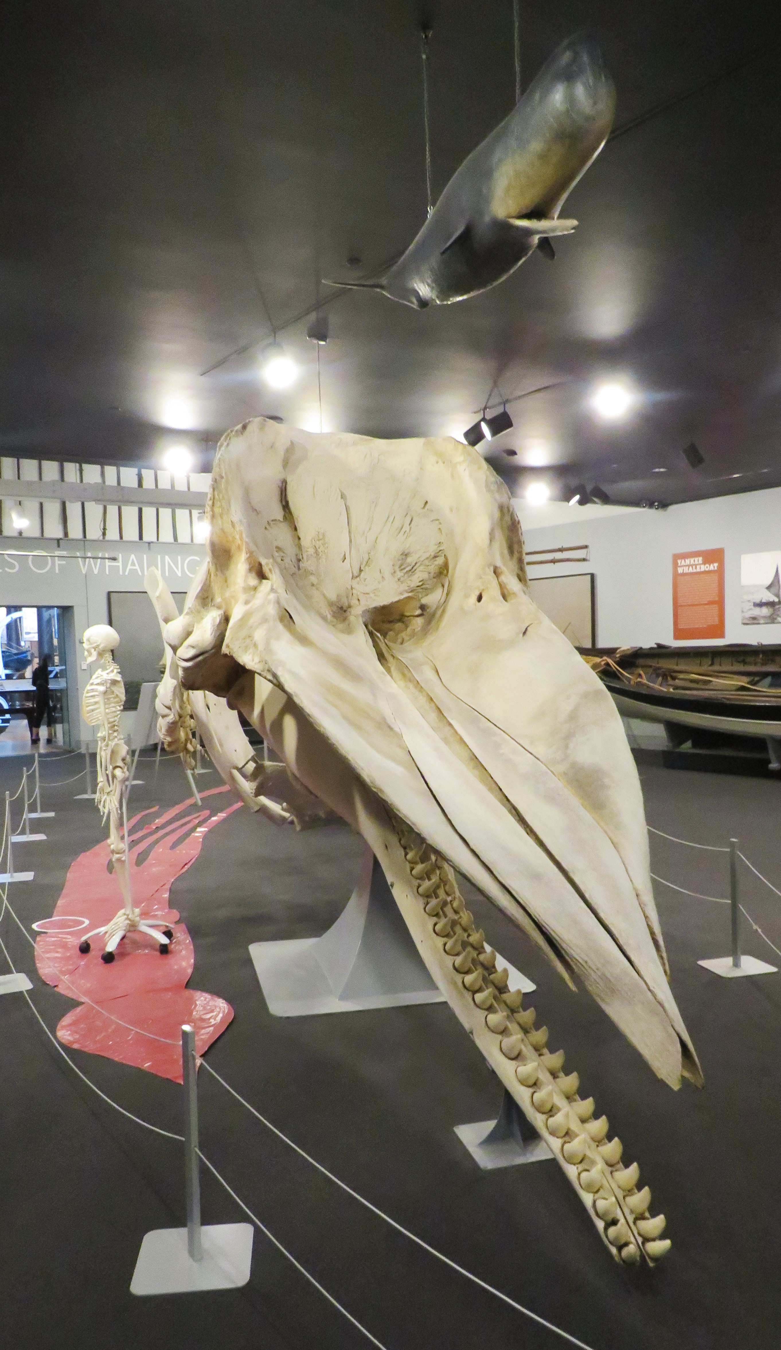 The New Bedford Whaling Museum, New Bedford, Massachusetts – John ...